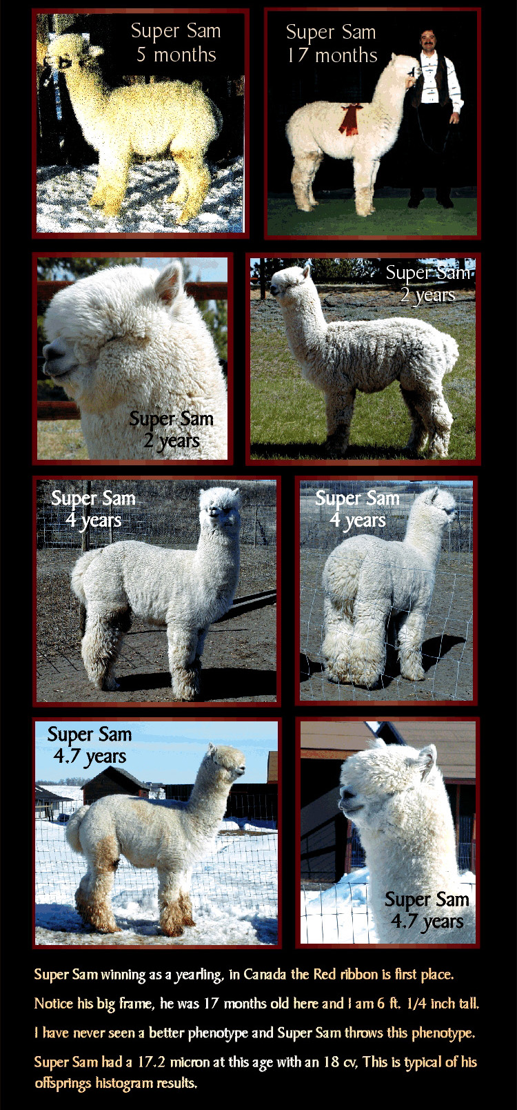 High Plains Alpacas - Super Sam
